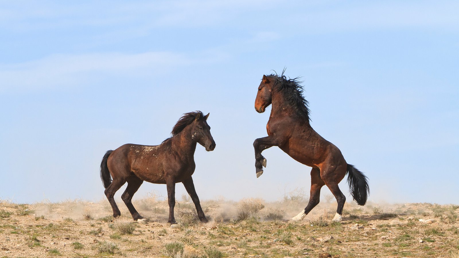 11 de julio: Día Mundial del Caballo - Infonoa Salta